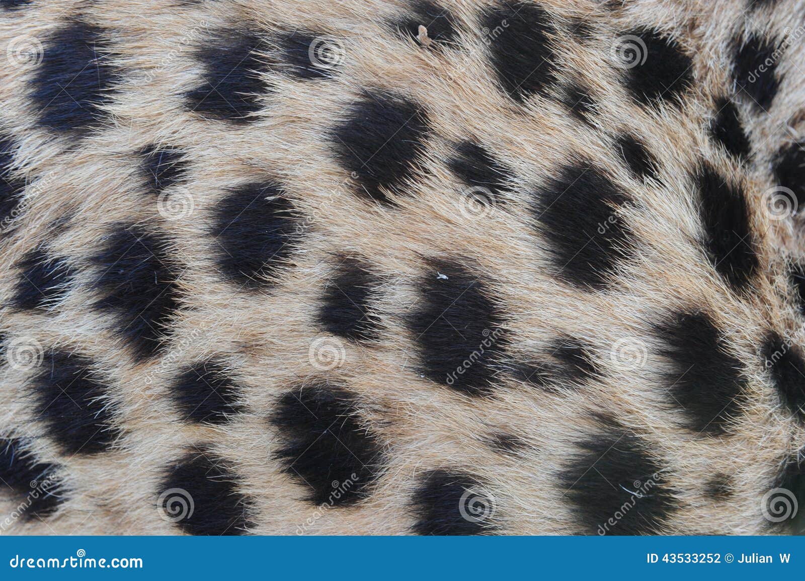 Cheetah fur pattern stock photo. Image of dangerous, animal - 43533252