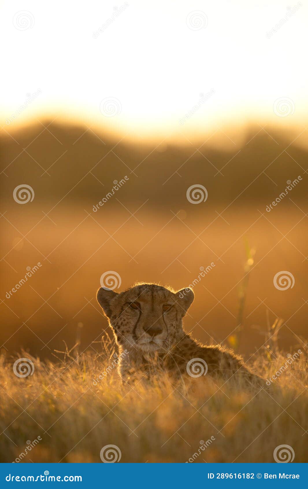 Cheetah in golden light. stock photo. Image of okaukuejo - 289616182