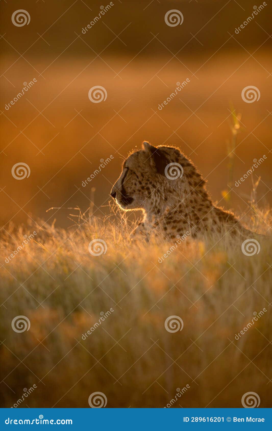 Cheetah in golden light. stock image. Image of golden - 289616201