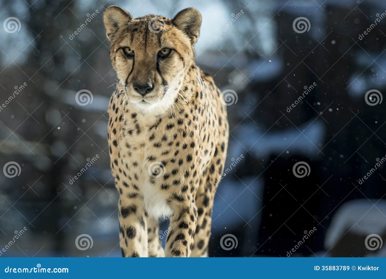 Cheetah stock image. Image of speed, cats, predator, cheetah - 35883789