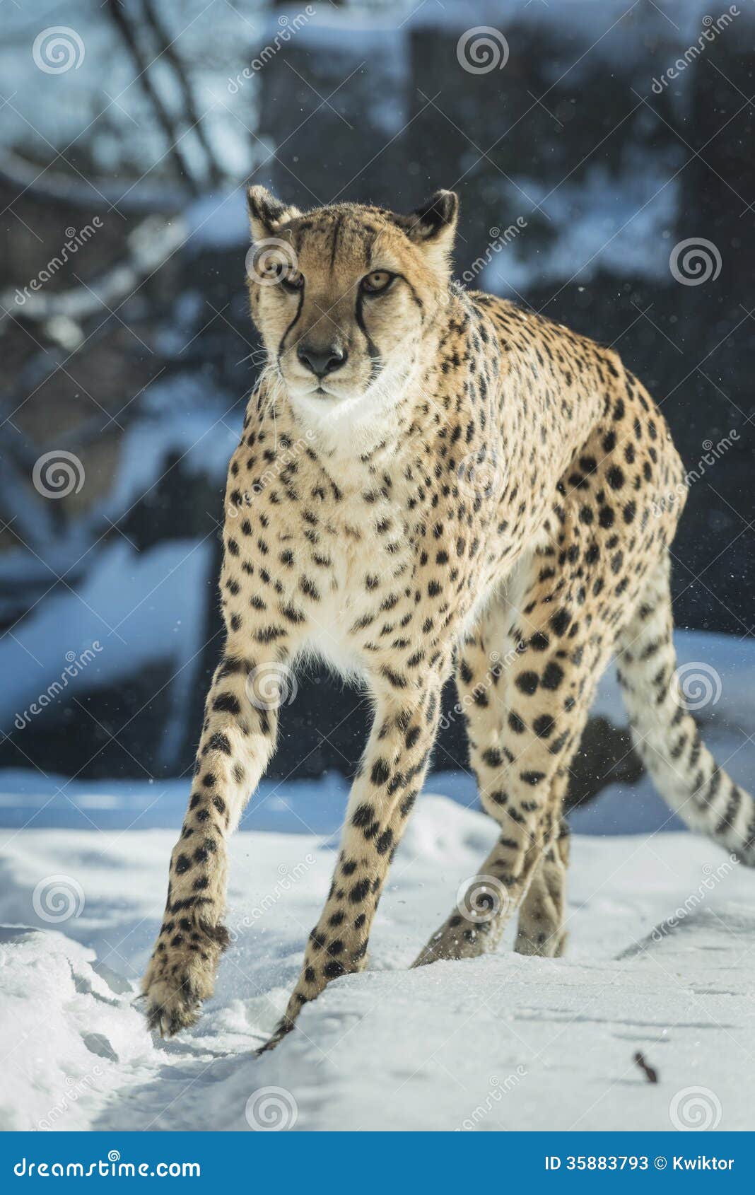 Cheetah stock image. Image of snow, feline, winter, leopard - 35883793