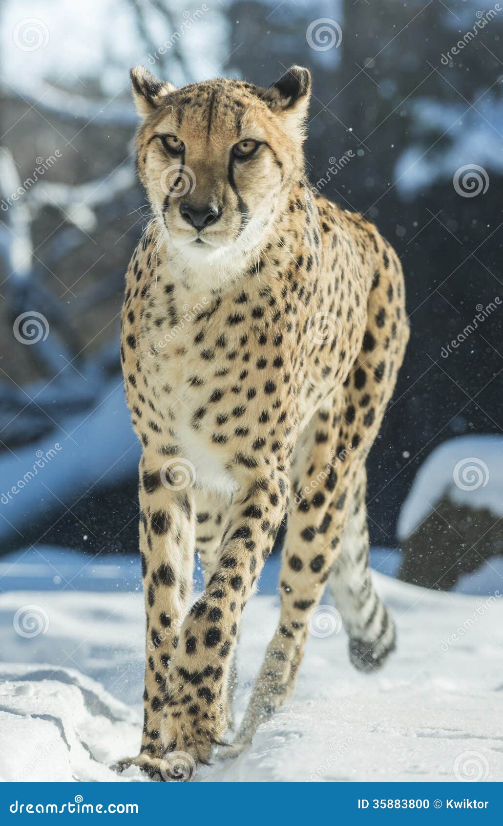 Cheetah stock photo. Image of hunting, outdoor, winter - 35883800