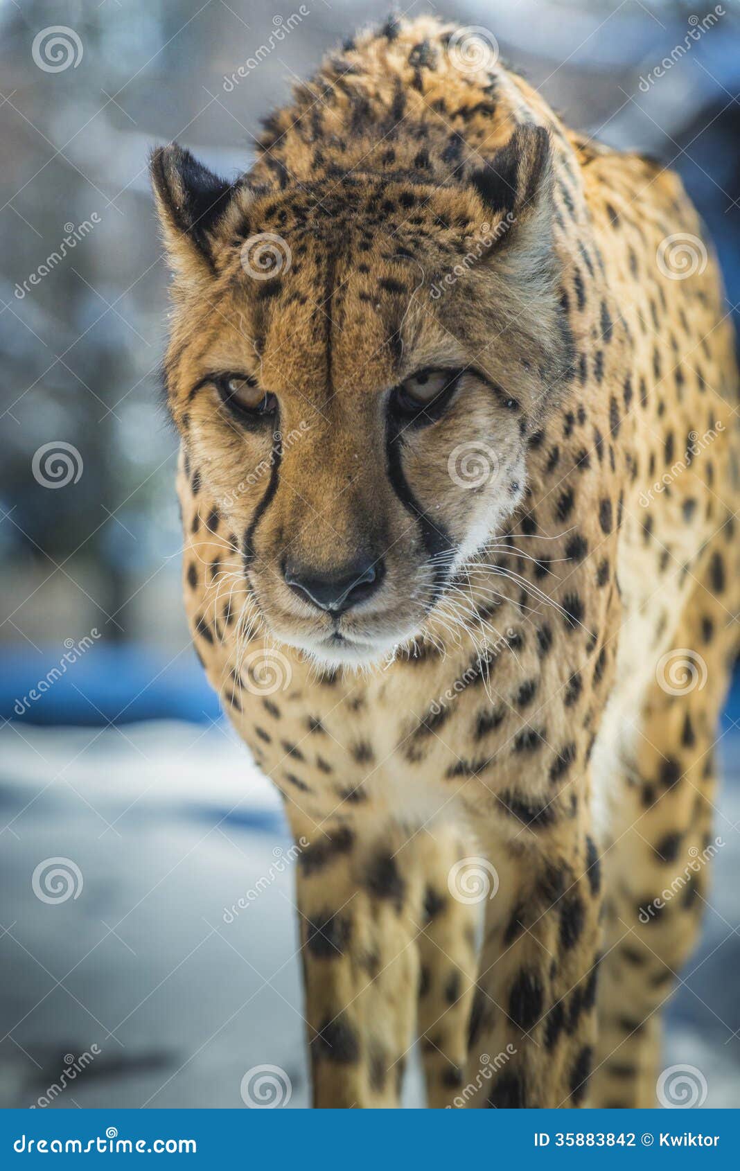 Cheetah stock photo. Image of feline, speed, wildlife - 35883842