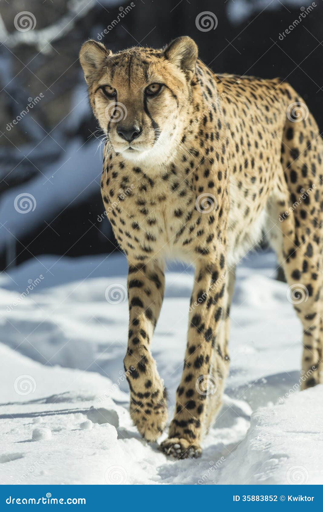 Cheetah Stock Photography - Image: 35883852