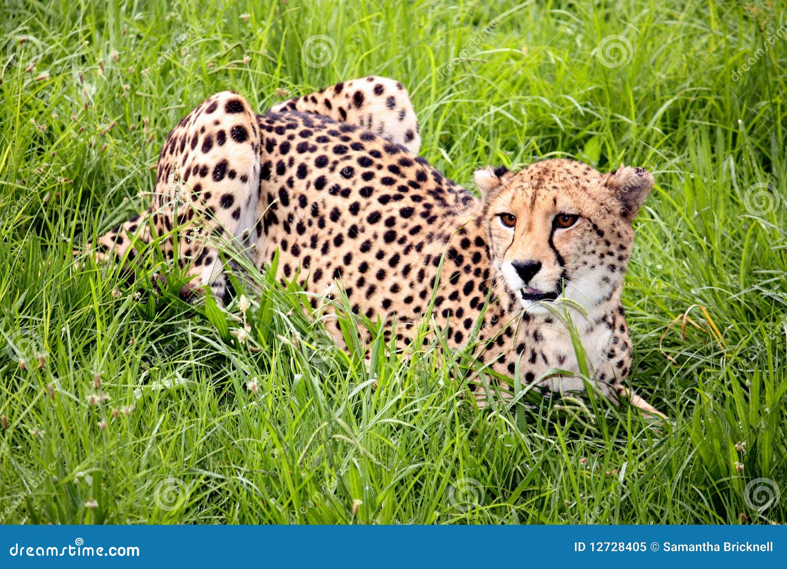 Cheetah in Grass stock image. Image of africa, safari - 12728405