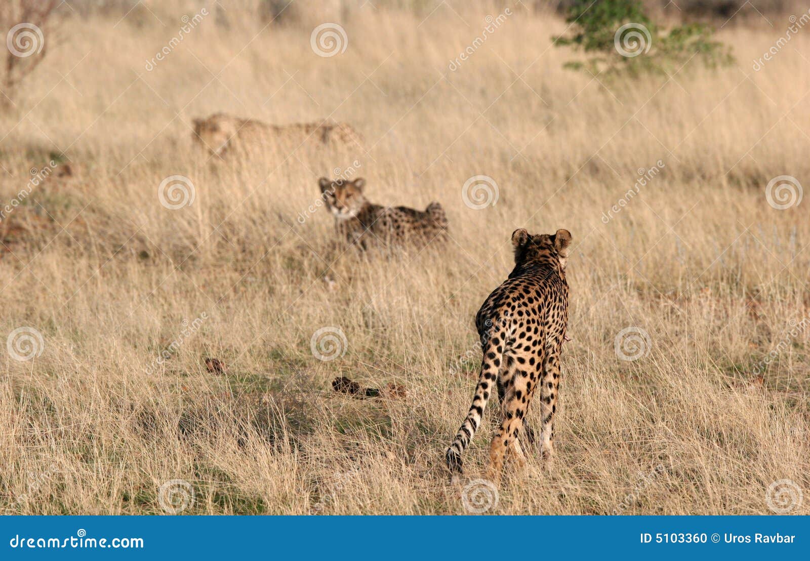 Cheetah in grass stock photo. Image of mammal, looking - 5103360