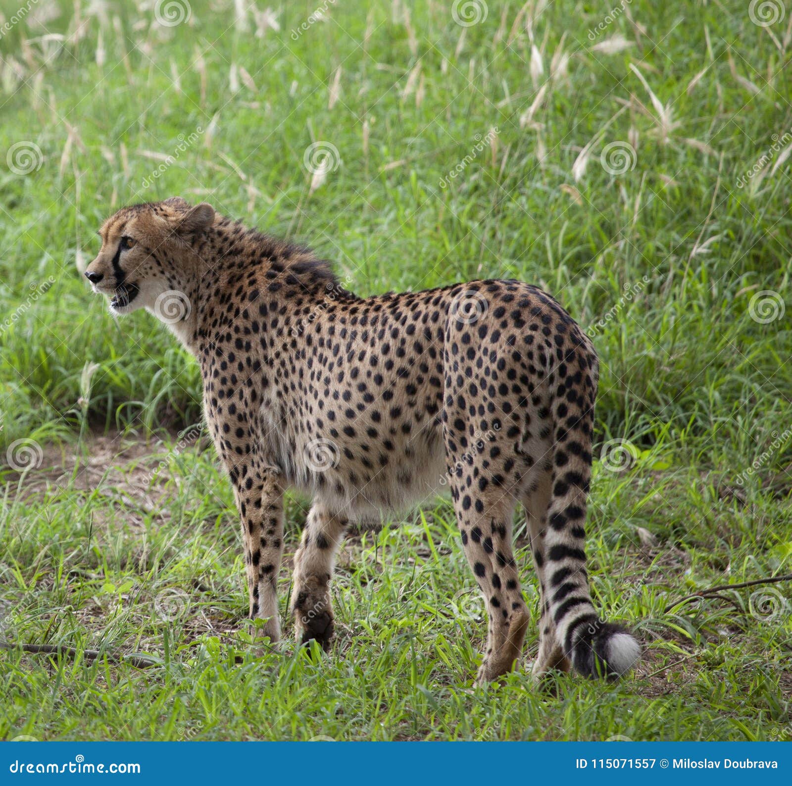 Cheetah in the grass stock image. Image of africa, cheetah - 115071557