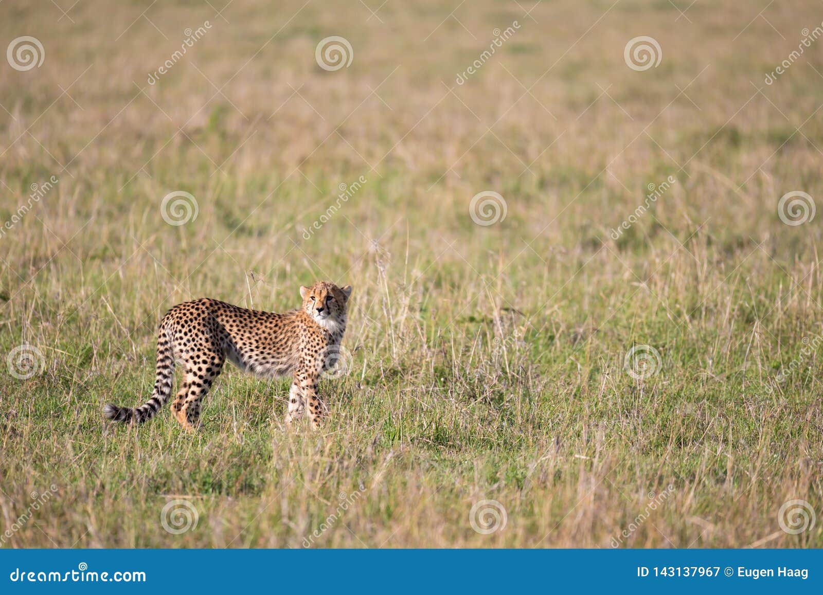 A Cheetah in the Grass Landscape between the Bushes Stock Image - Image ...