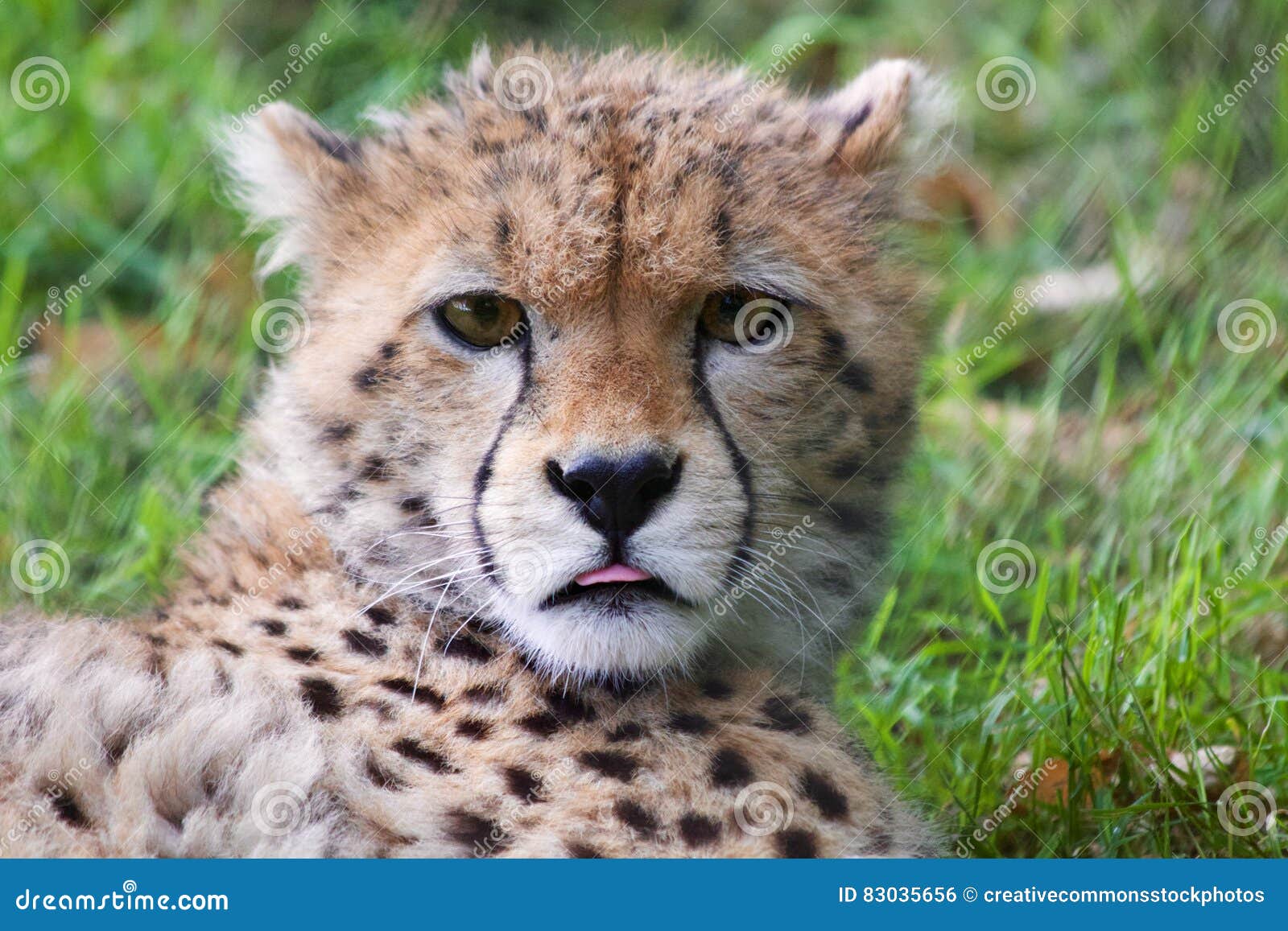 Cheetah In Grass Picture. Image: 83035656