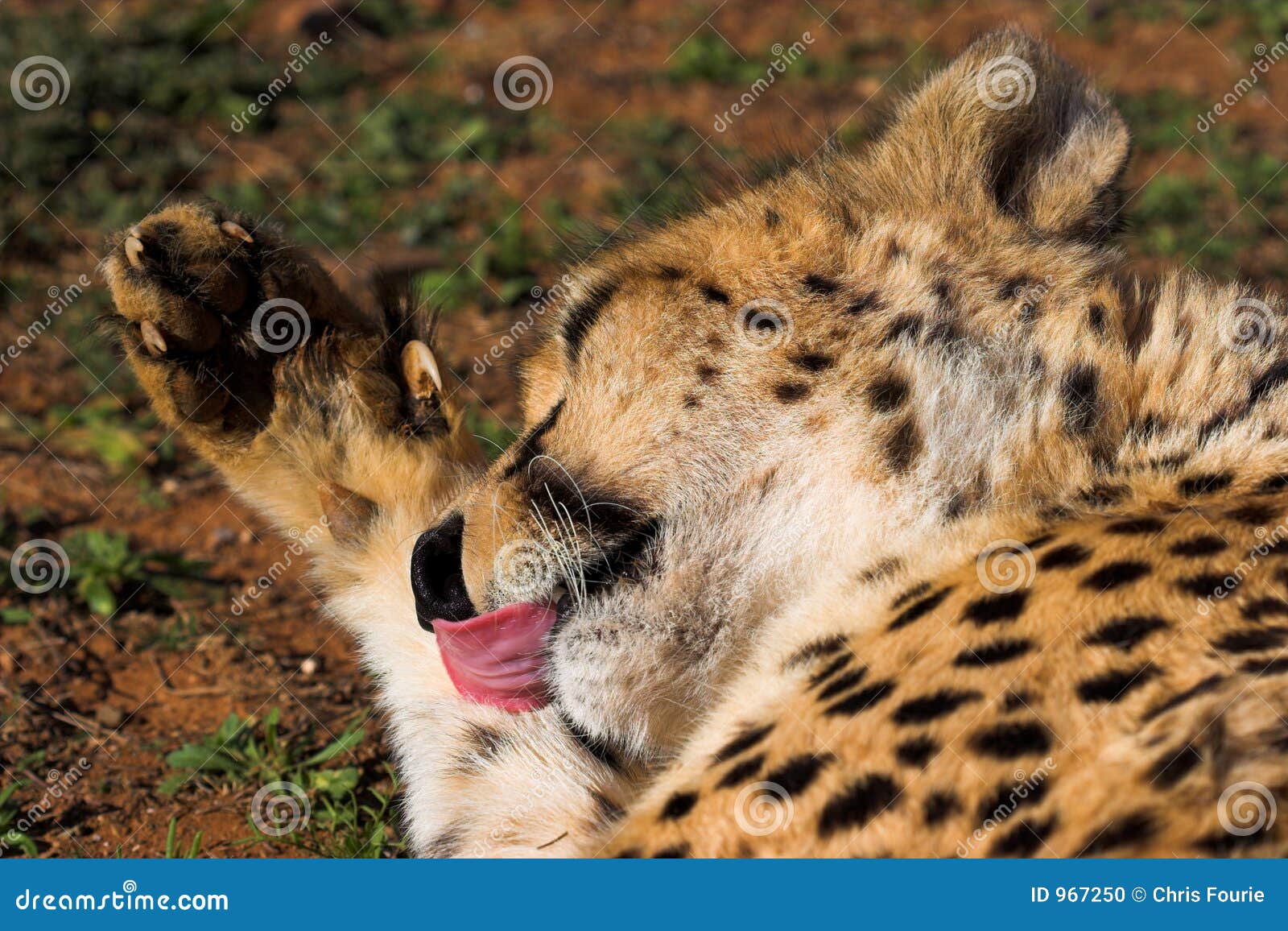 Cheetah grooming stock photo. Image of carnivore, claw - 967250
