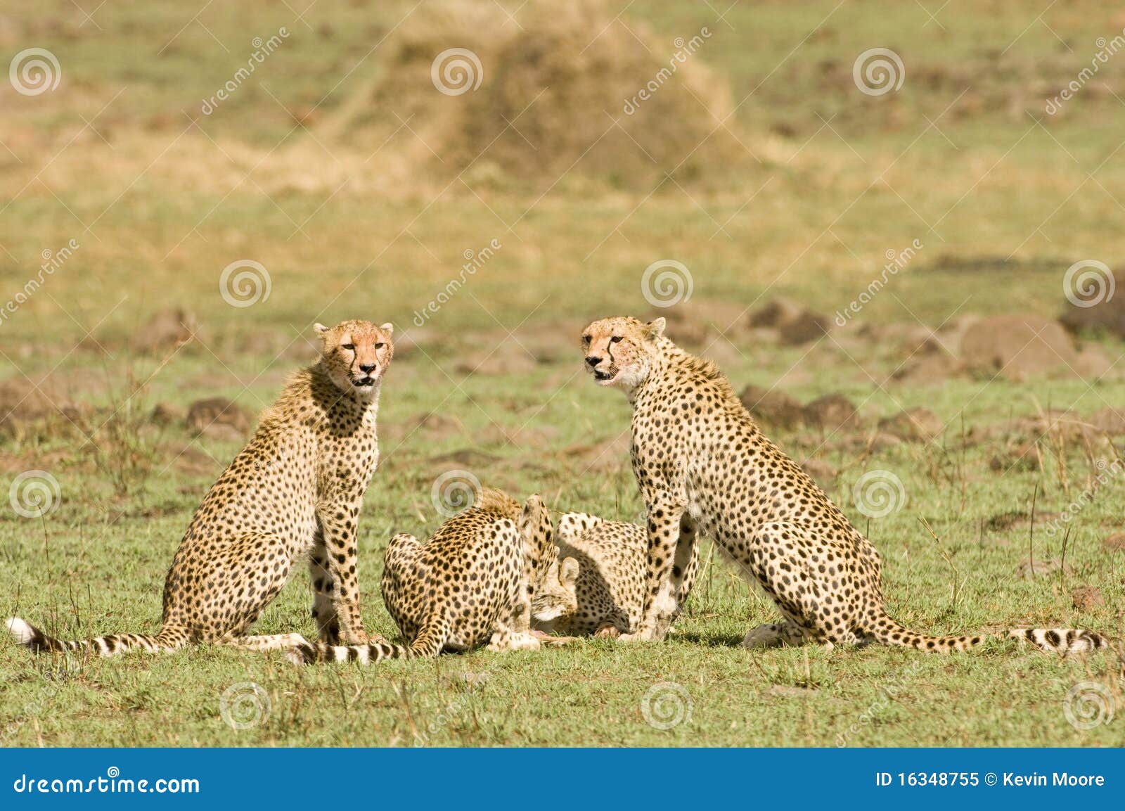 Cheetah group stock image. Image of nature, park, carnivore - 16348755