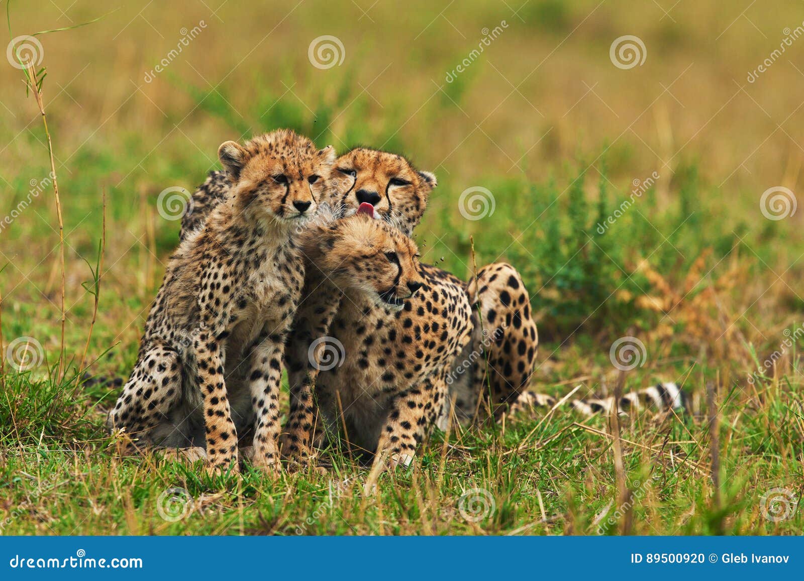 Cheetas Hunting Stock Photos - Free & Royalty-Free Stock Photos from ...