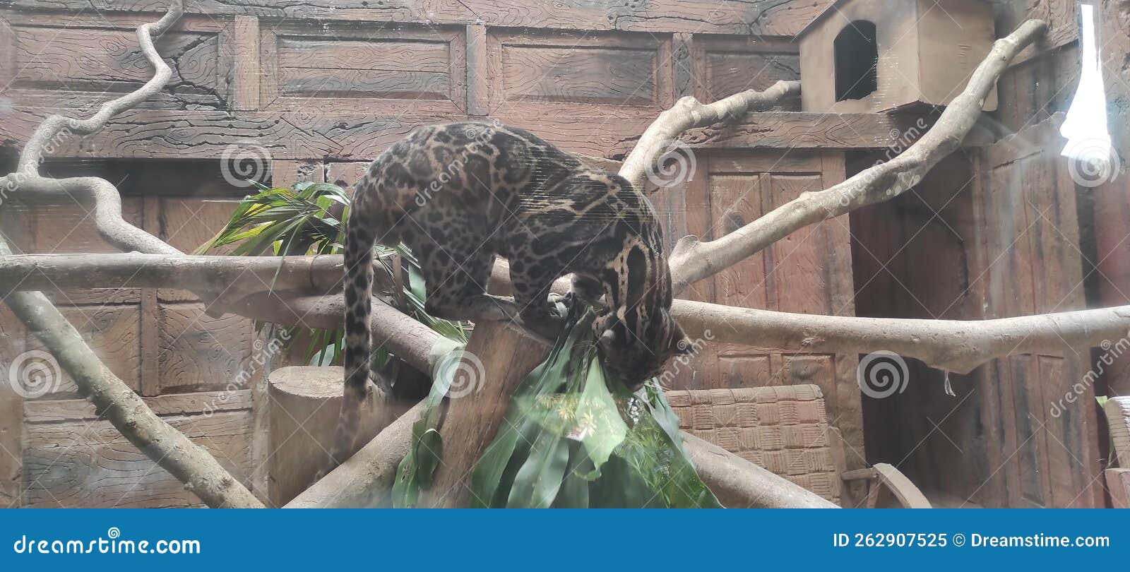 Cheetah hanging on tree stock image. Image of animal - 262907525