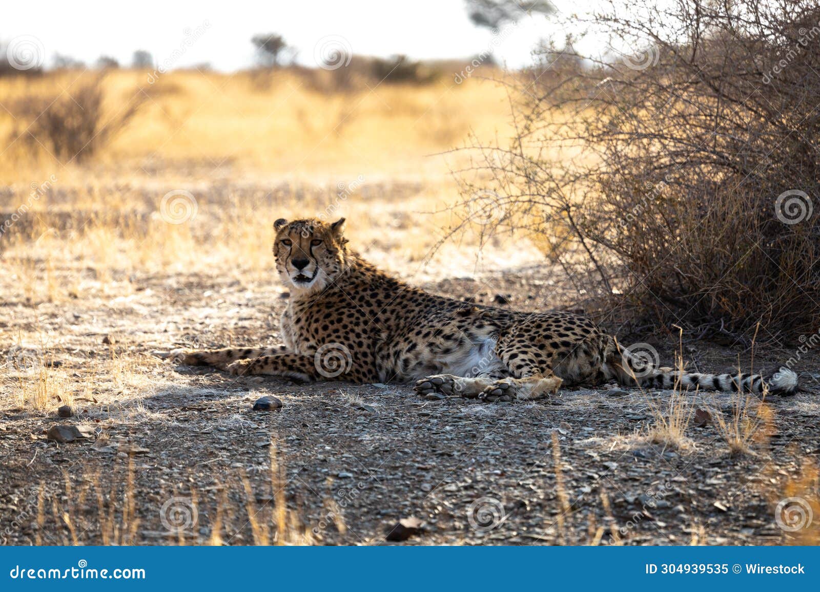 The Cheetah Has Been Lounging on the Ground: Namibia Stock Image ...