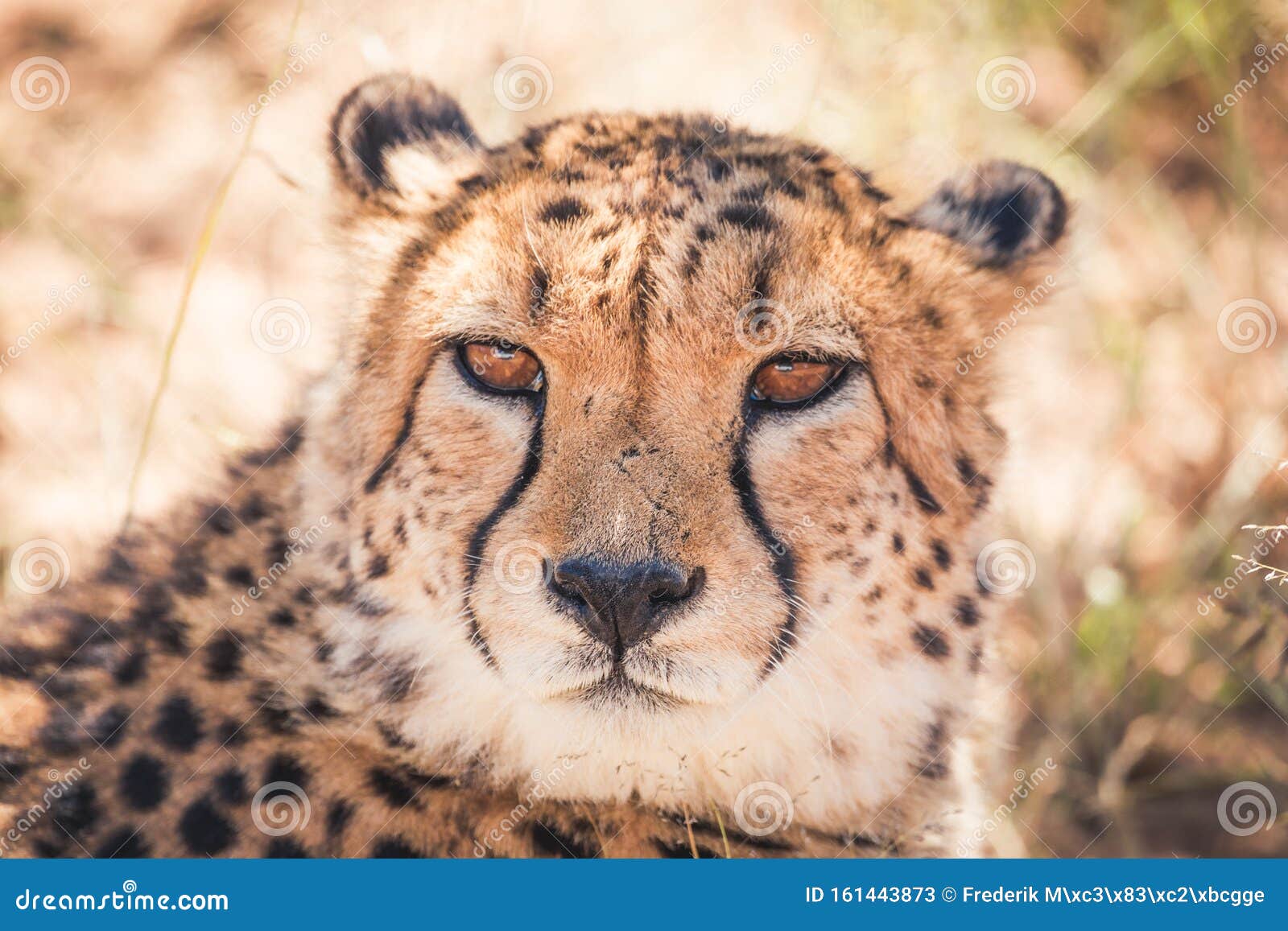 Cheetah Having a Serious Look in Namibia Stock Image - Image of ...