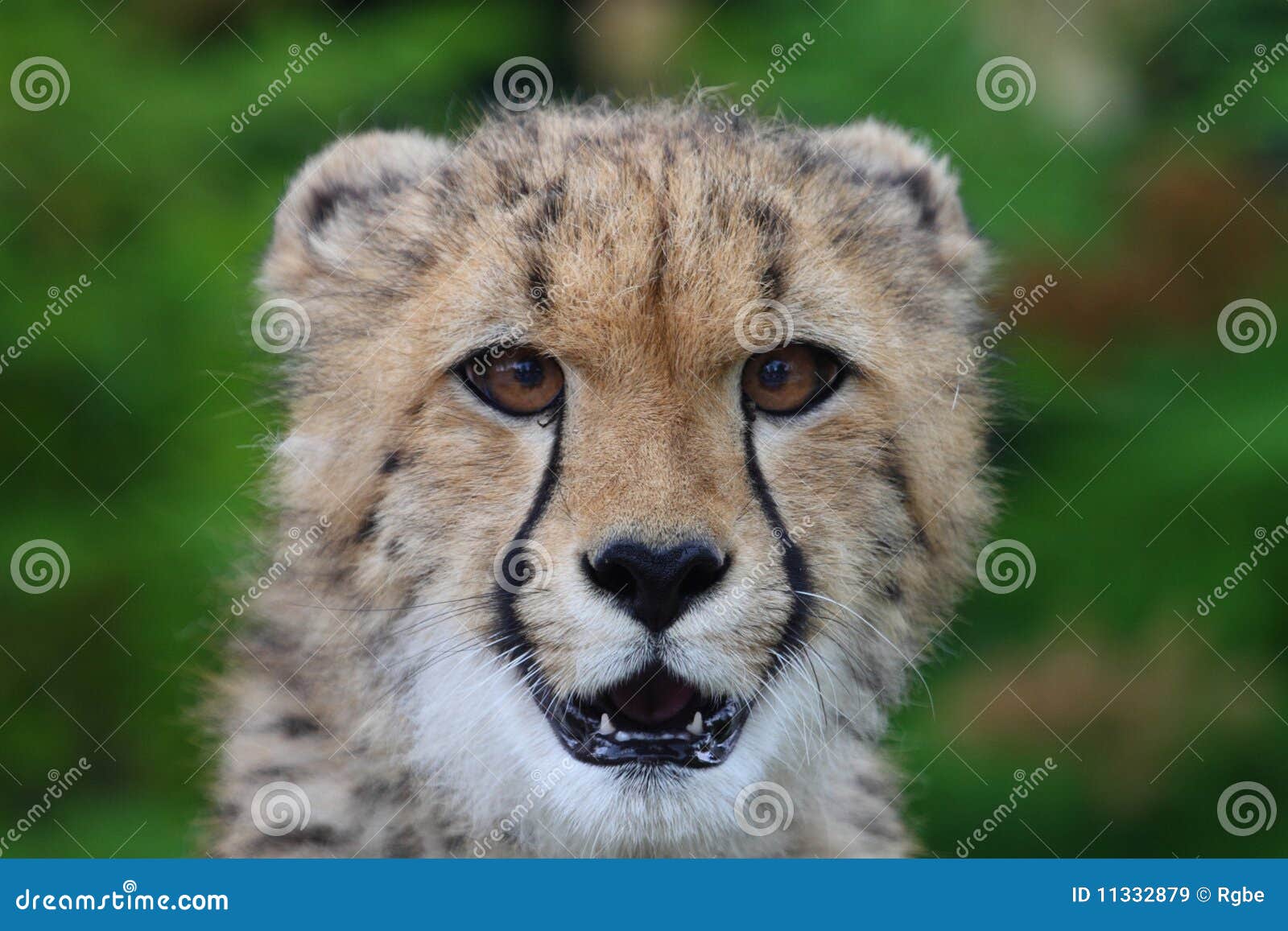 Cheetah head stock image. Image of india, wildlife, portrait - 11332879