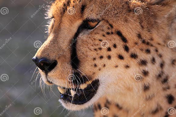 Cheetah head close up stock image. Image of lovely, wildlife - 20492627