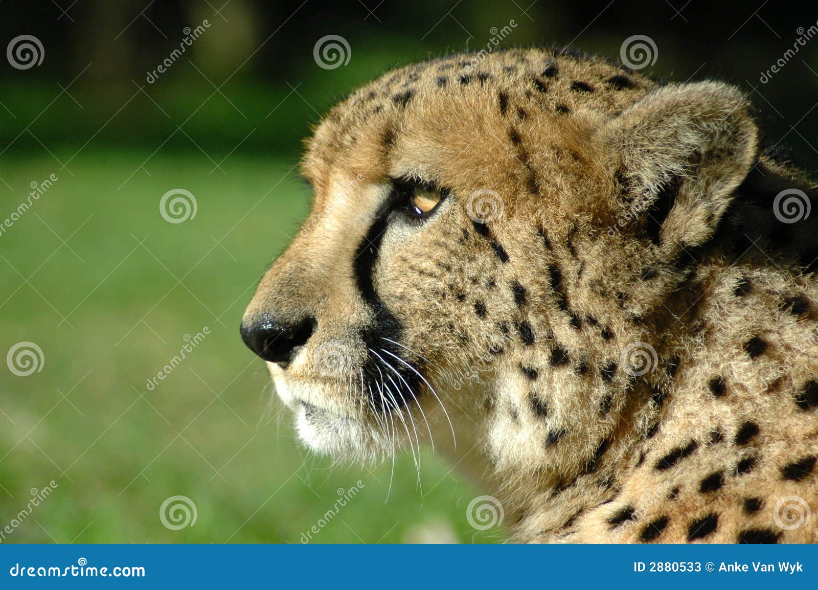 Cheetah head stock image. Image of face, detail, natural - 2880533