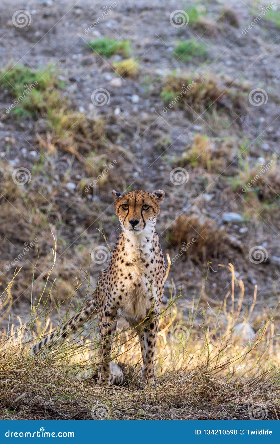 Cheetah Head on stock photo. Image of outdoors, hunter - 134210590