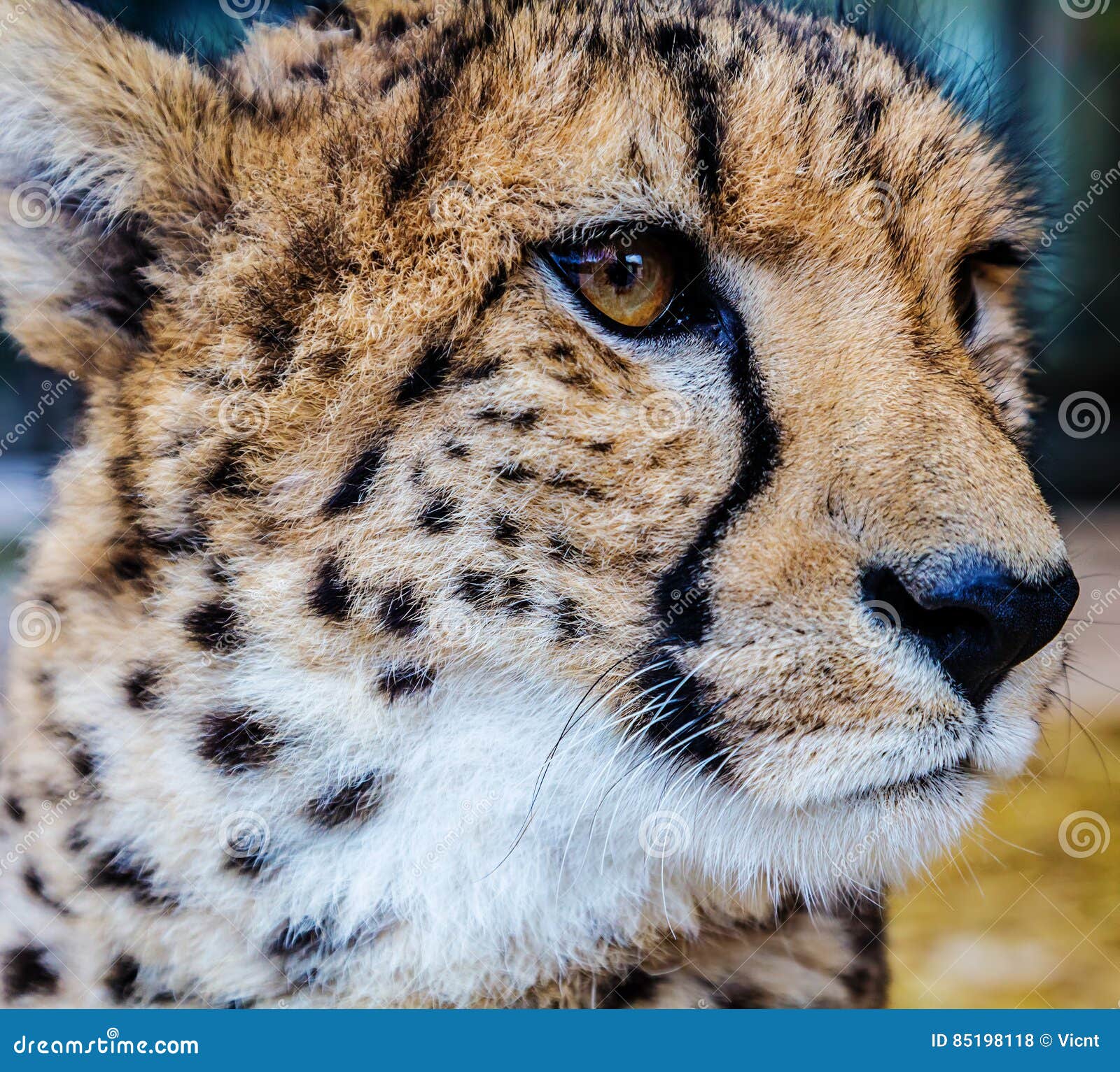 Cheetah head stock photo. Image of eyes, carnivore, beautiful - 85198118