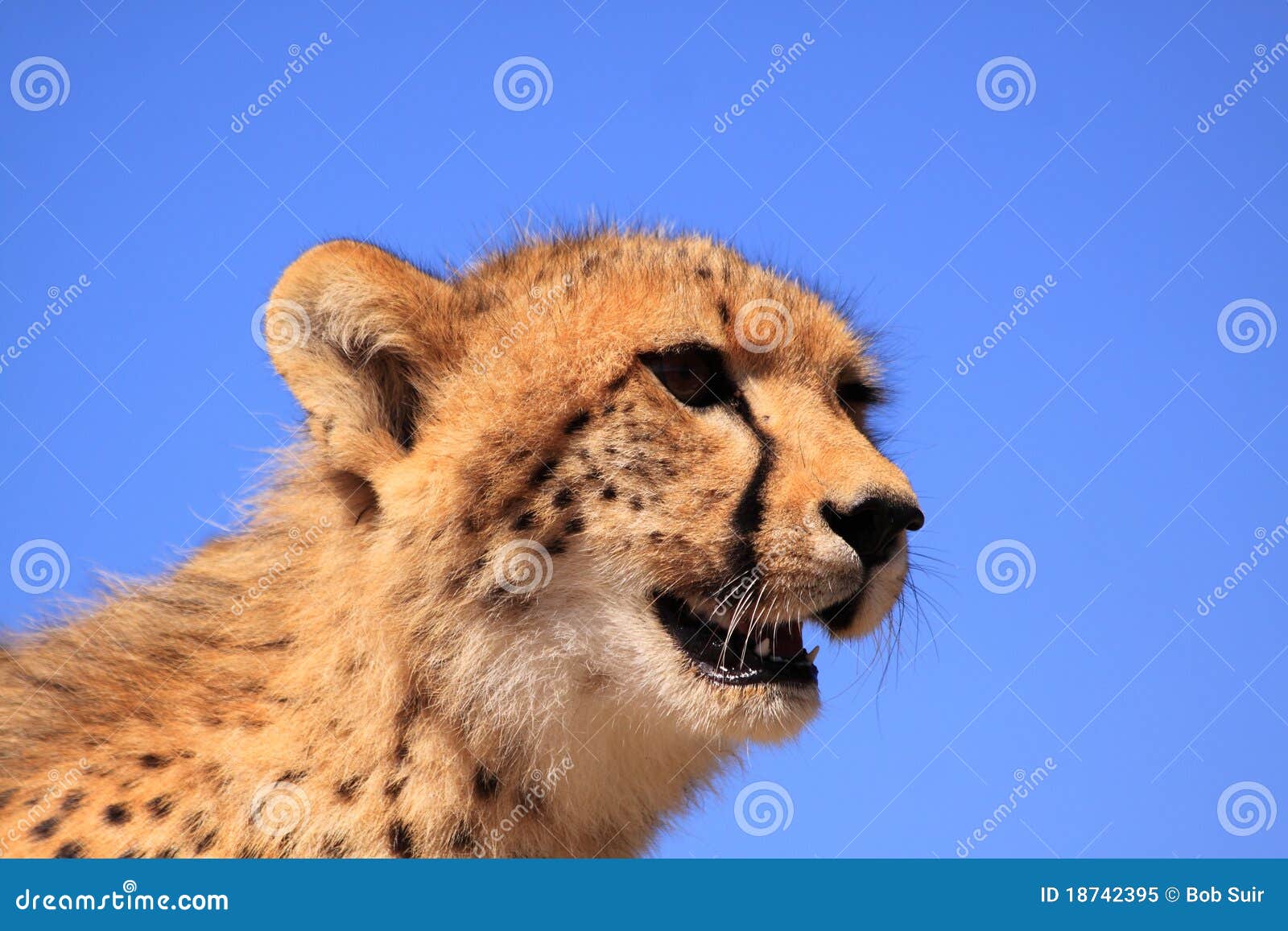 Cheetah head stock image. Image of carnivor, copyspace - 18742395