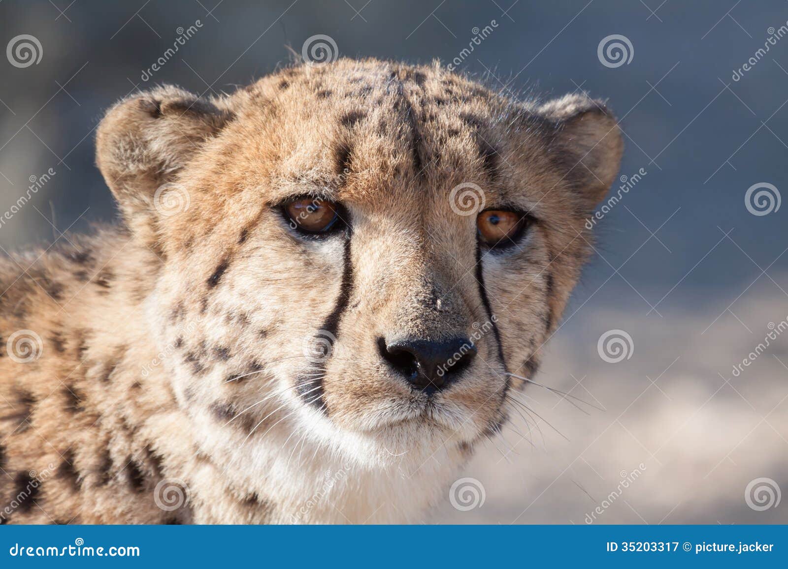 Cheetah head stock image. Image of dangerous, hunter - 35203317