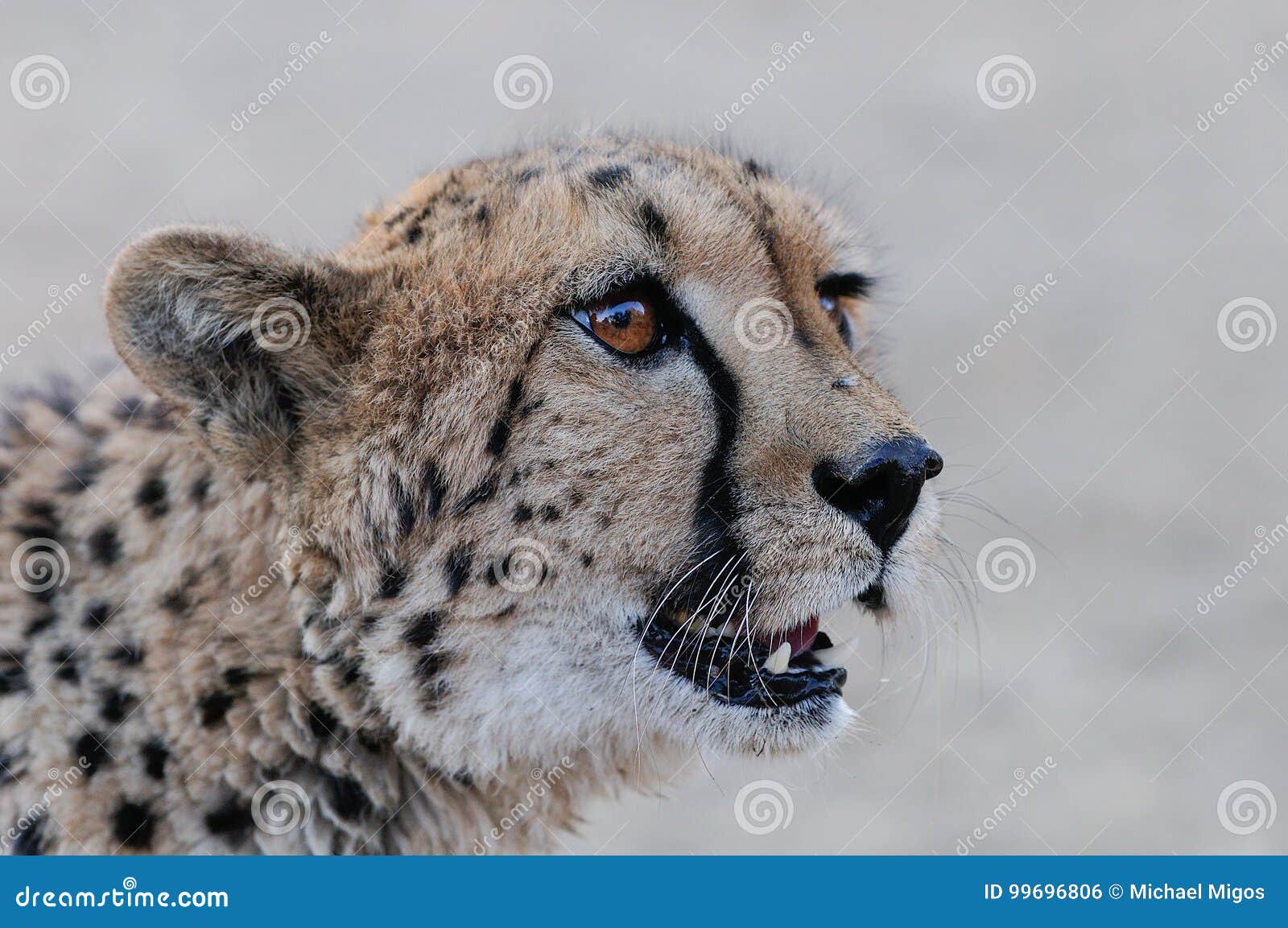 Cheetah Head Portrait with Fly Stock Photo - Image of jubatus, acinonyx ...