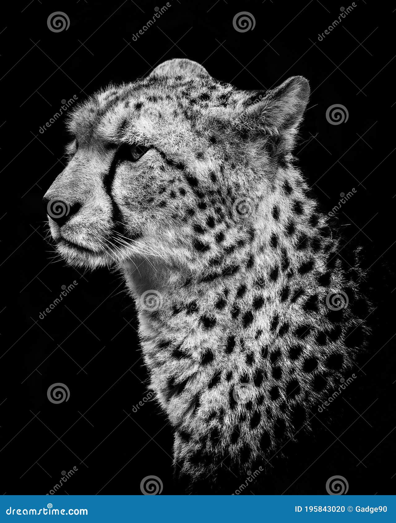 Cheetah head stock photo. Image of monochrome, isolated - 195843020