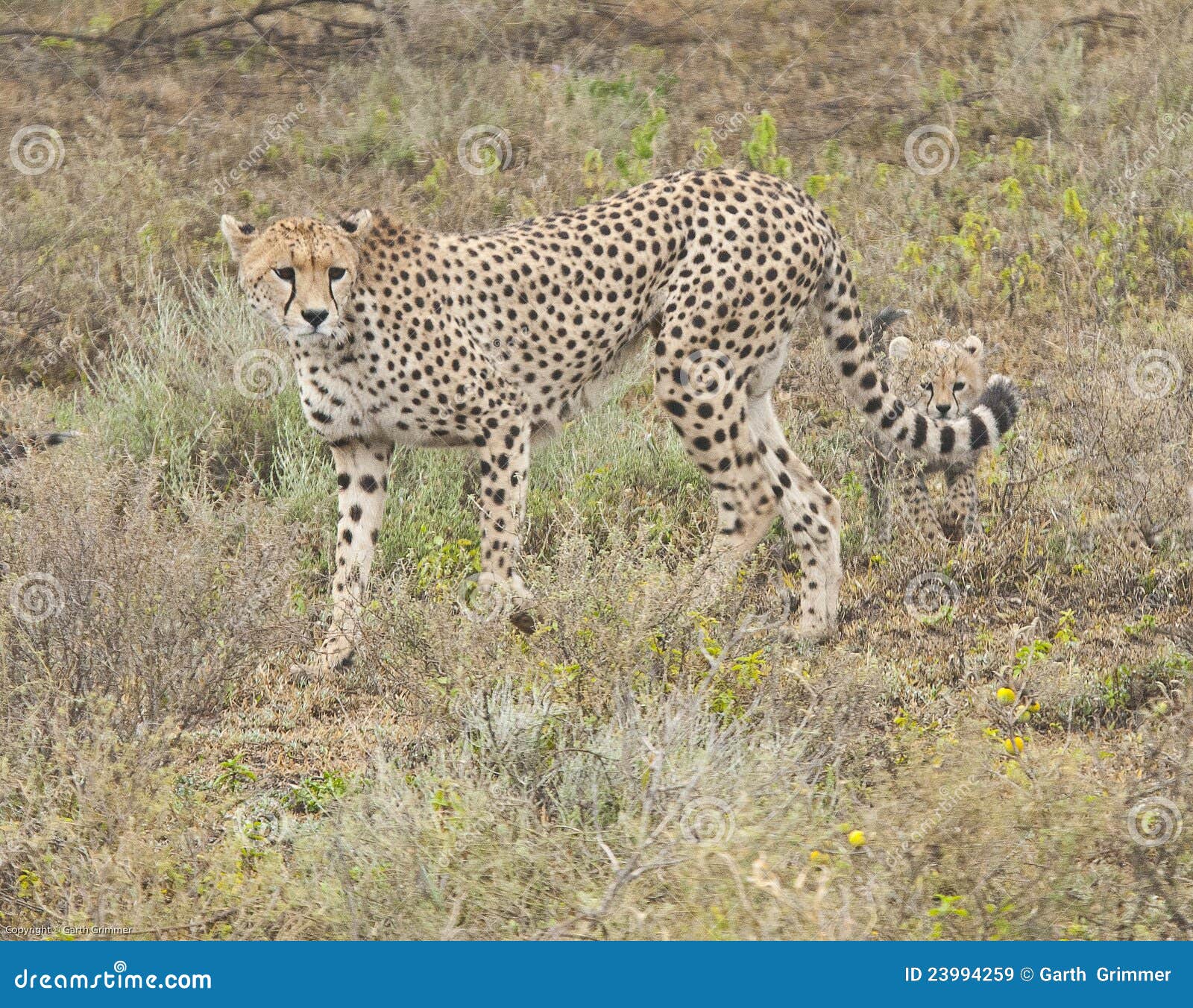 Cheetah and her cub stock image. Image of africa, nature - 23994259