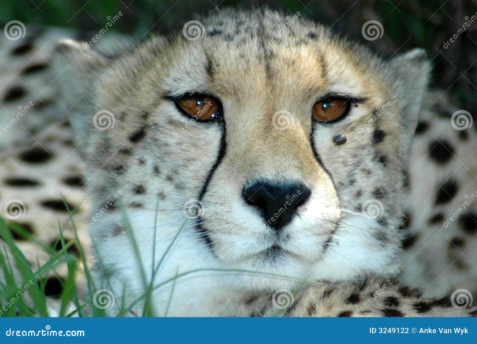 Cheetah hiding stock photo. Image of heads, conservation - 3249122