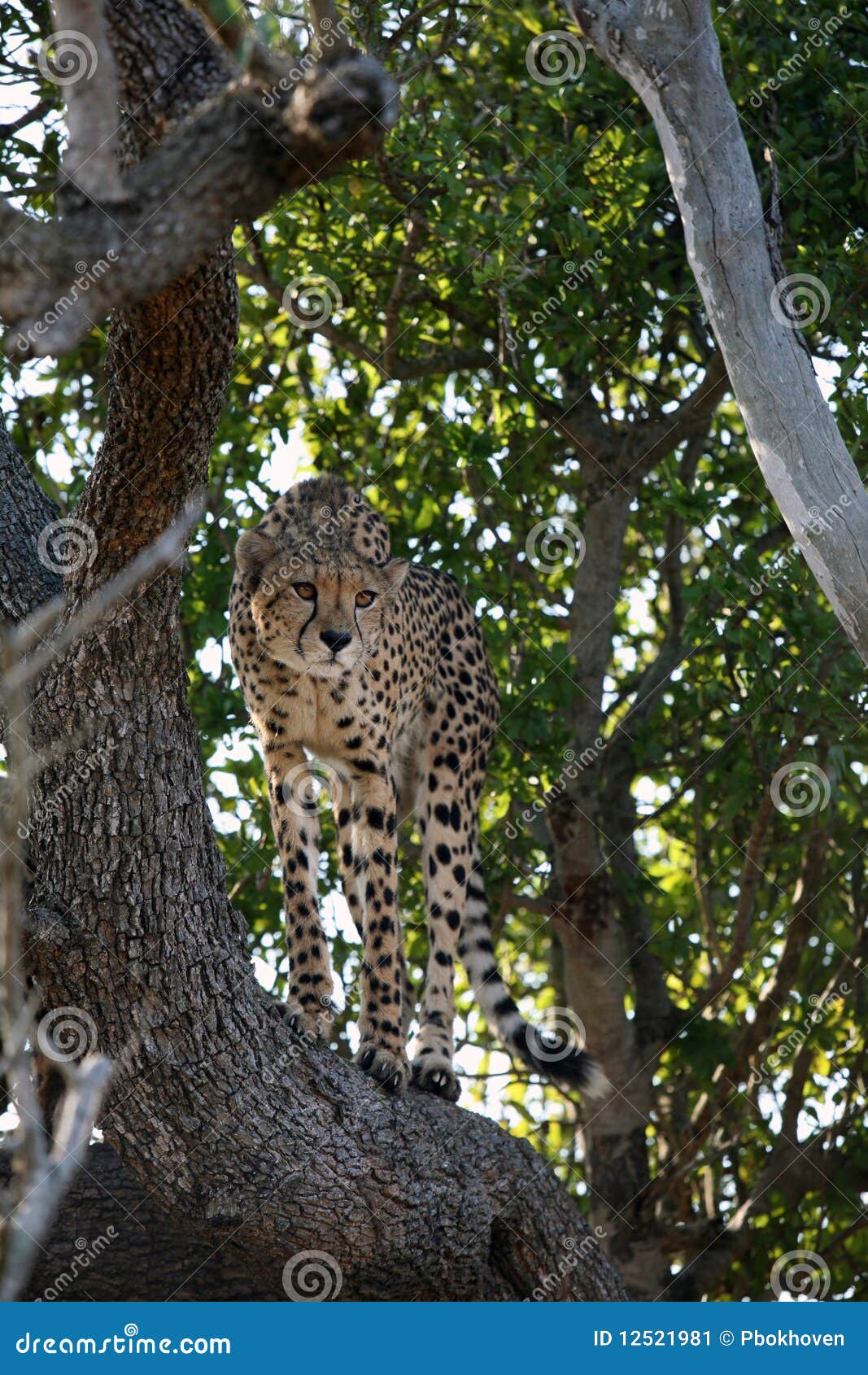 Cheetah Hunt stock image. Image of cheetahs, hunting - 12521981