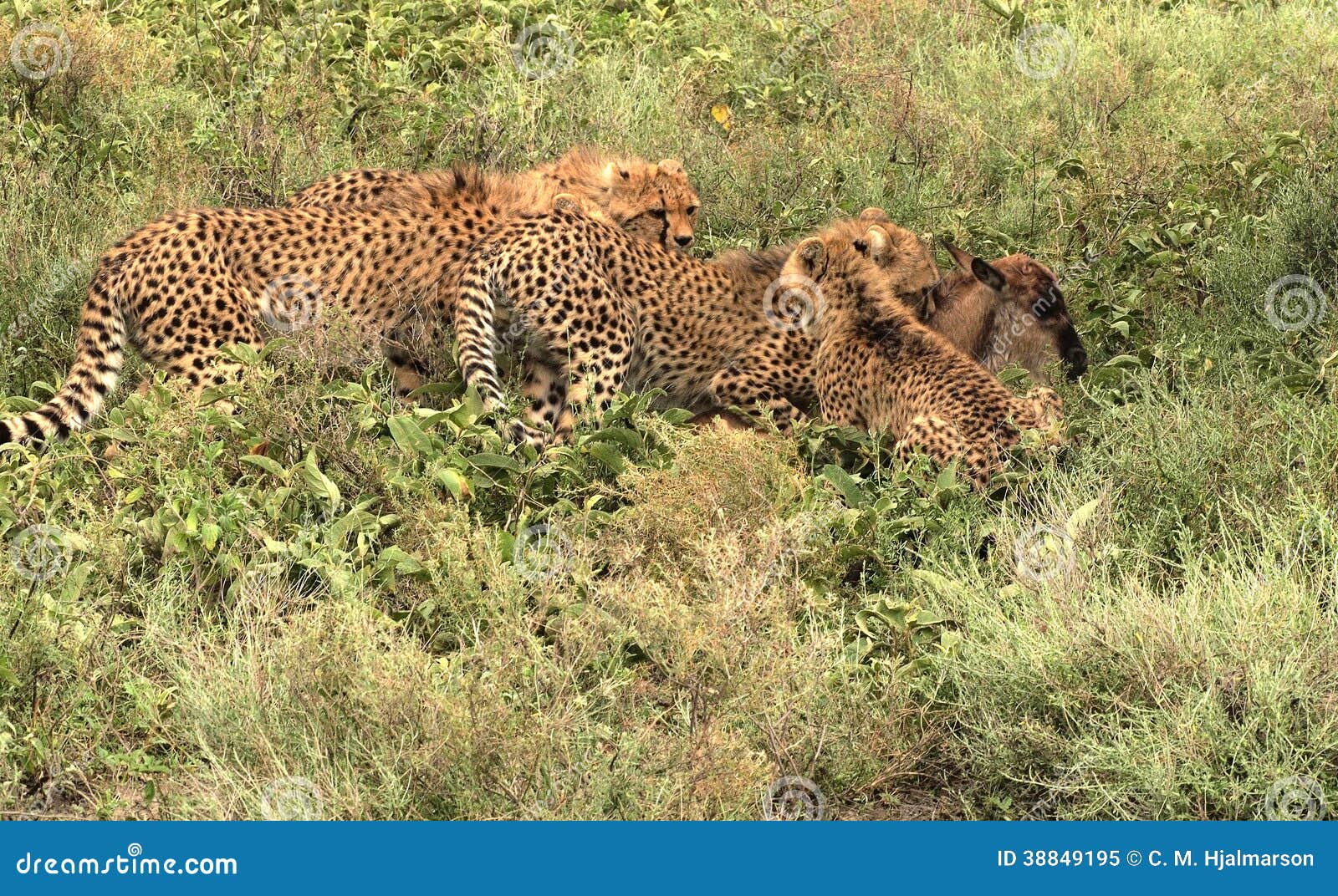 Cheetah Hunt 4 stock image. Image of nature, attack, catch - 38849195