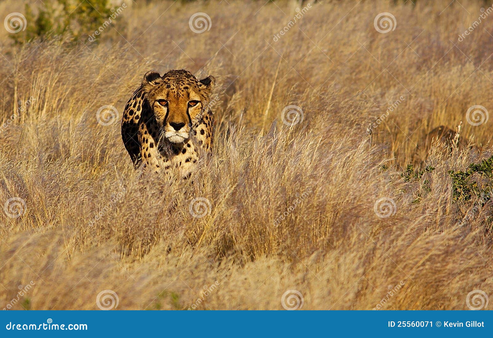 Cheetah Hunting stock image. Image of spotted, safari - 25560071