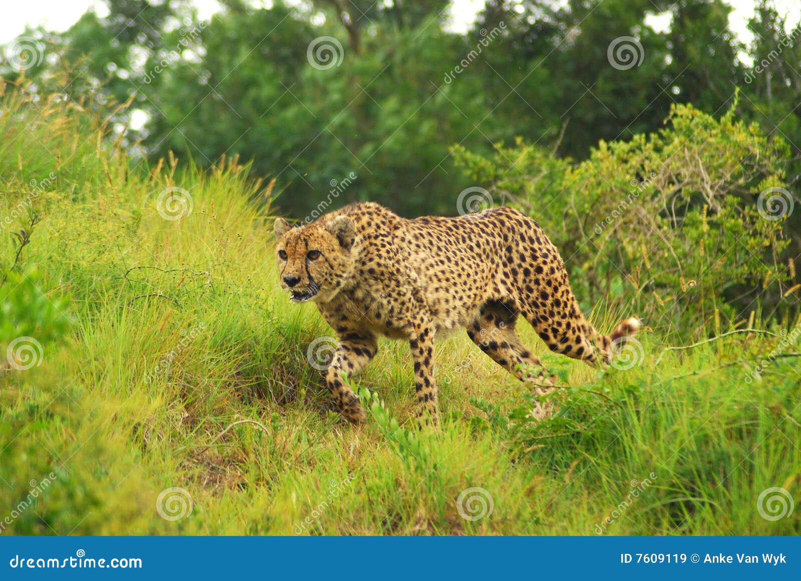 Cheetah Hunting At Sunset Stock Photography | CartoonDealer.com #76916606