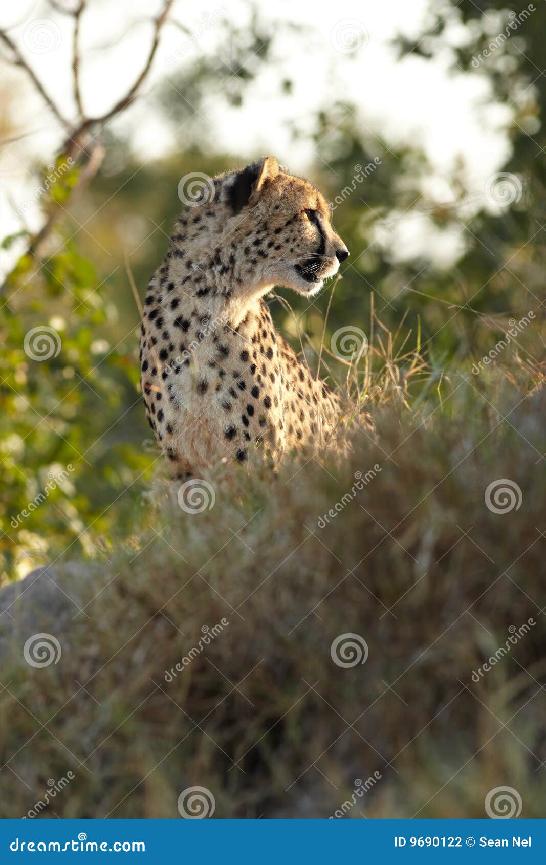 Cheetah hunting stock photo. Image of outdoors, wildlife - 9690122