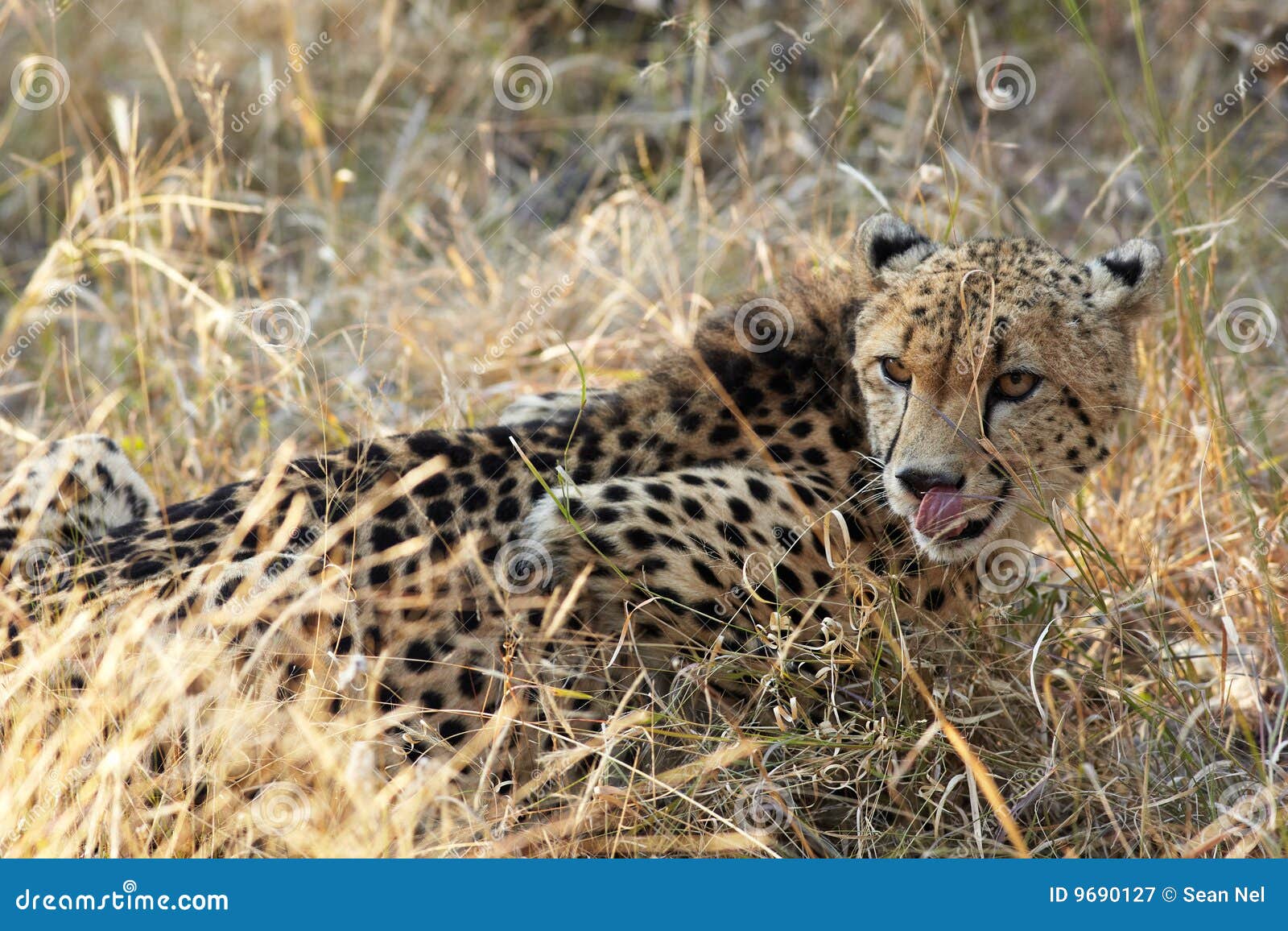 Cheetah hunting stock image. Image of veldt, daylight - 9690127