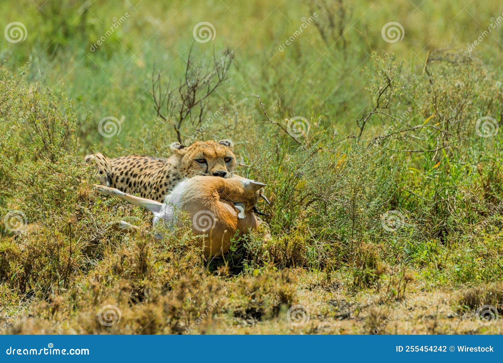 Cheetah Hunting a Deer and Sitting in the Grass Stock Photo - Image of ...