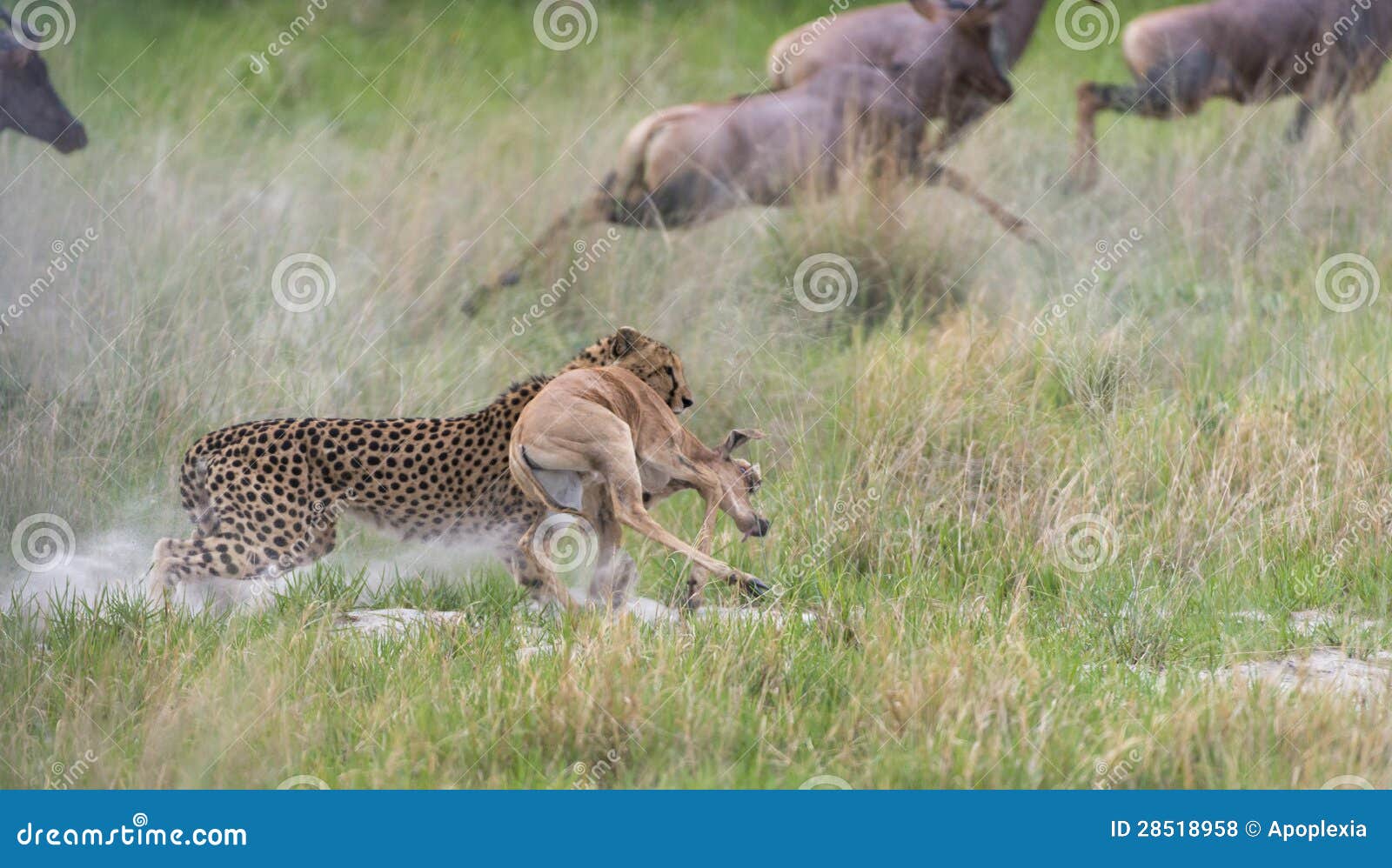 Cheetah Hunting and Killing Stock Photo - Image of acinonyx, carnivore ...