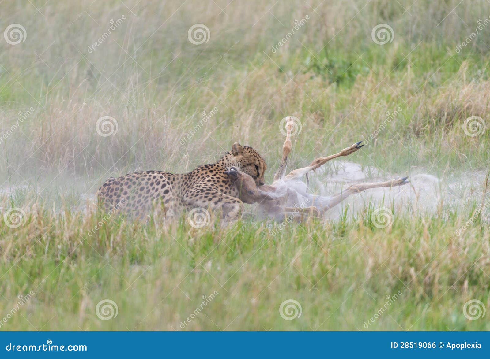 Cheetah Hunting and Killing Stock Photo - Image of food, cheetah: 28519066