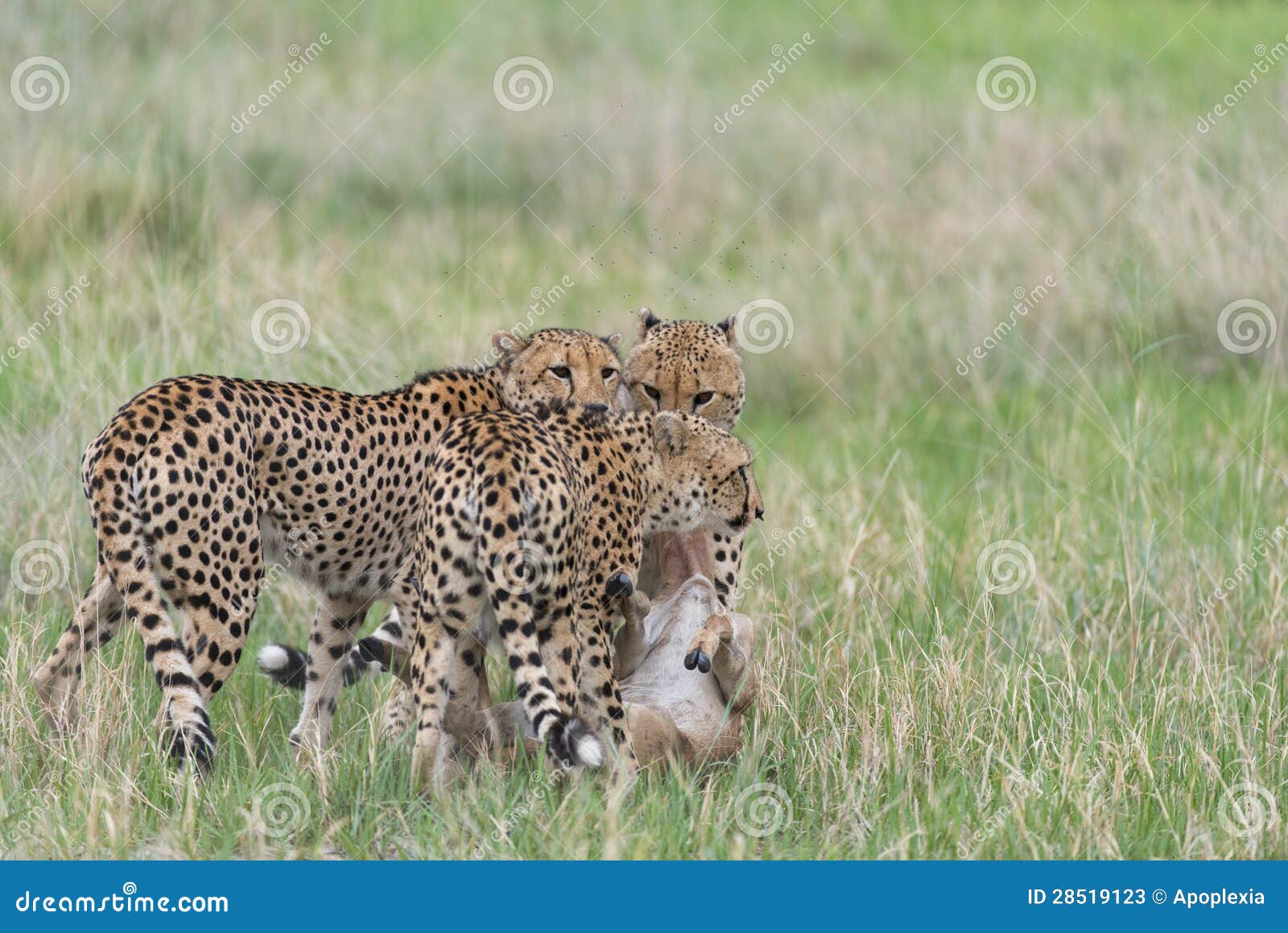 Cheetah Hunting and Killing Stock Image - Image of brown, carnivore ...