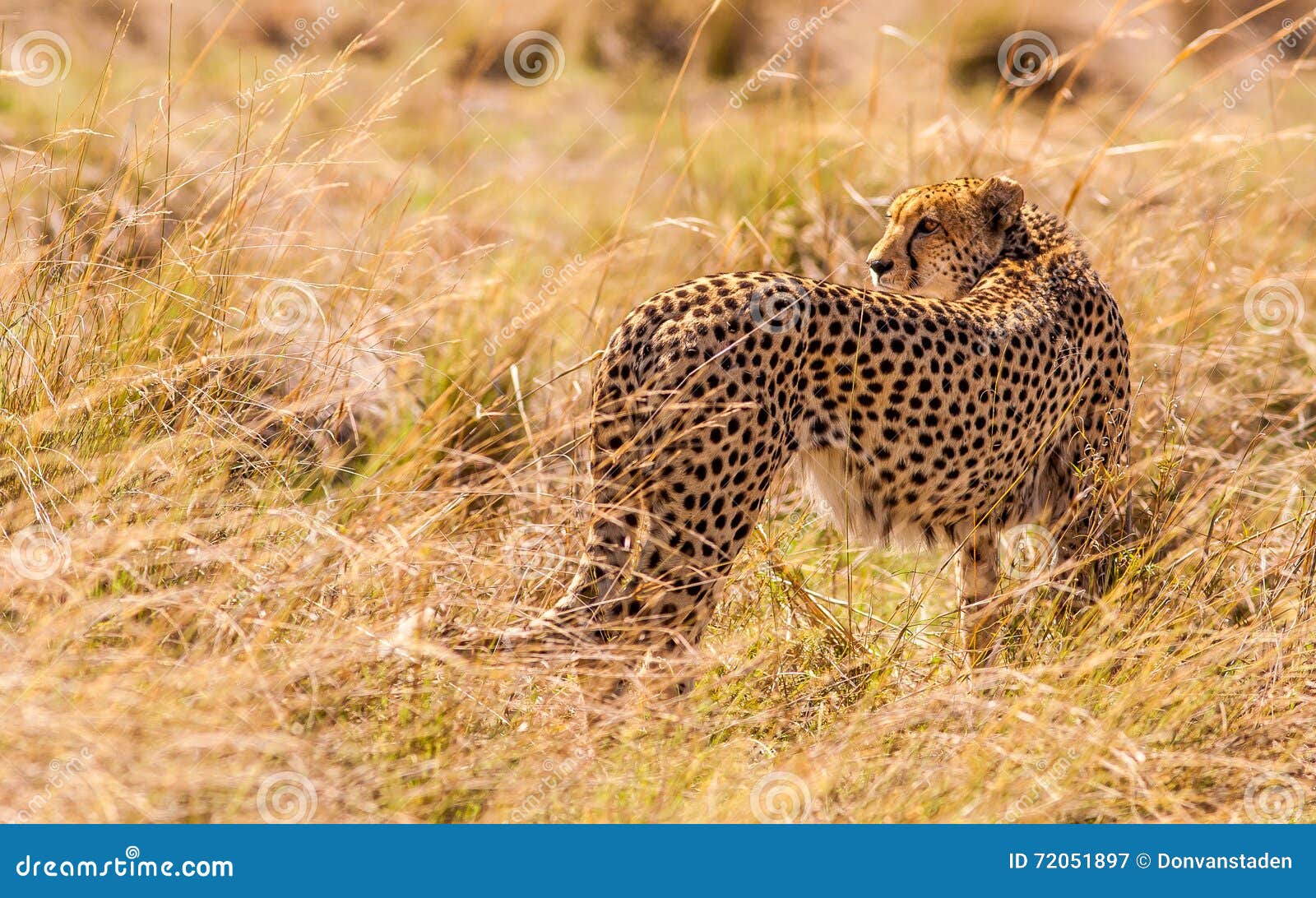 Cheetah Hunting in the Wild Stock Image - Image of beautiful, brown ...