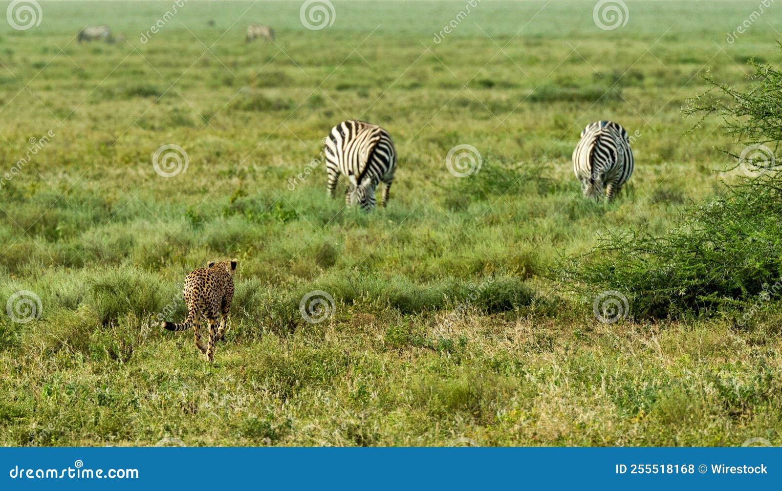 Cheetah hunting zebra stock photo. Image of ngorogoro - 255518168