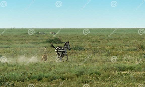 Cheetah hunting zebra stock photo. Image of natural - 255518174