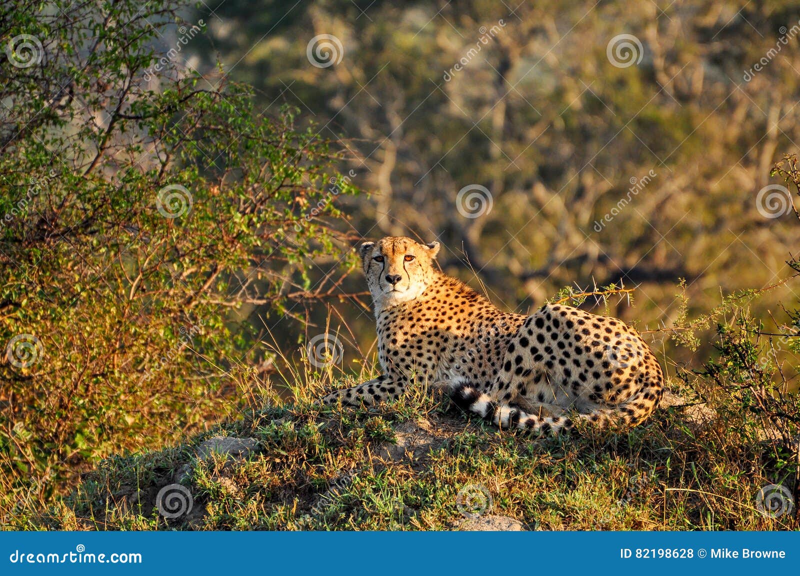 Cheetah stock photo. Image of colorful, stare, hunt, south - 82198628