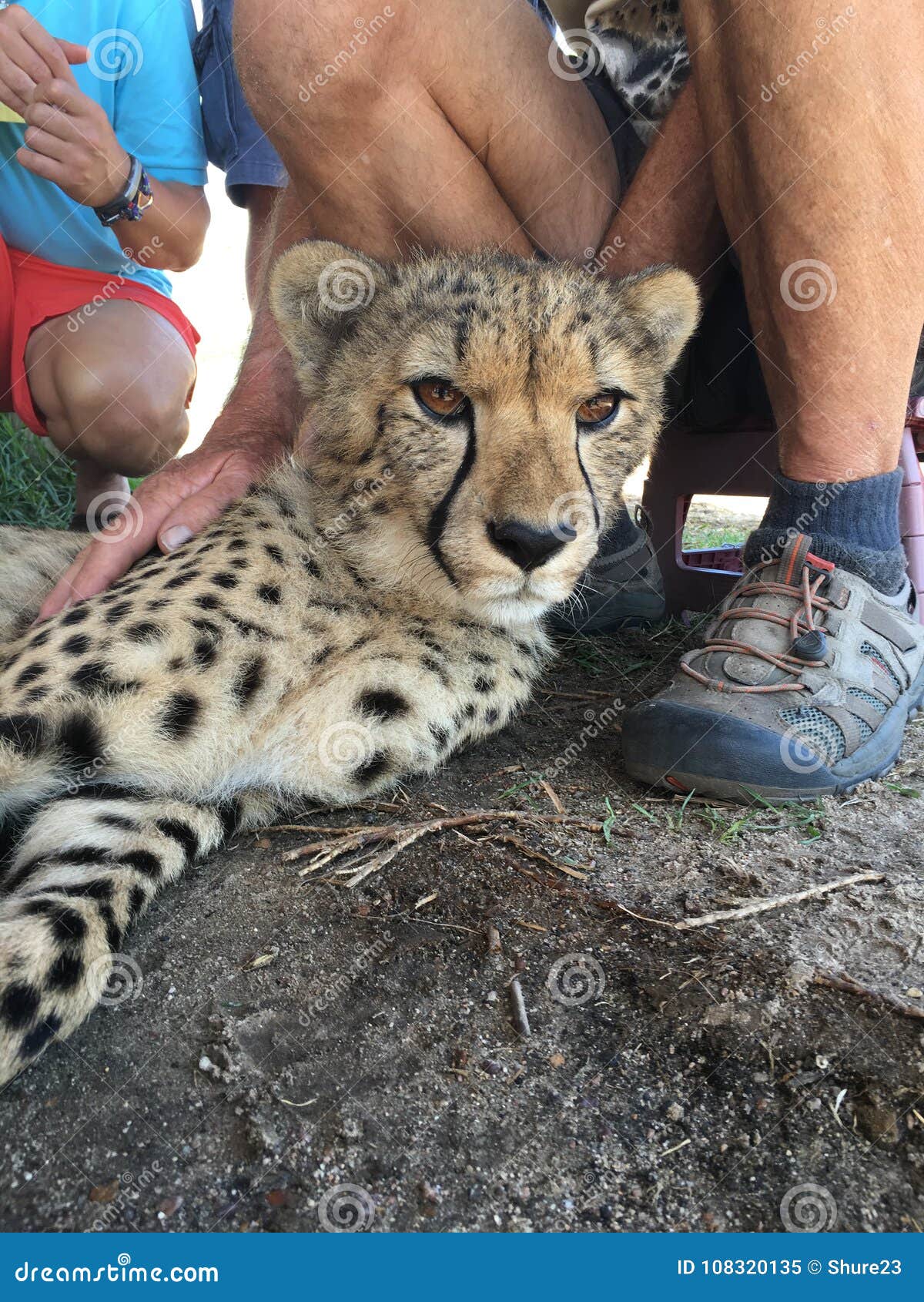 Cheetah Interacting with a Human Stock Image - Image of human ...