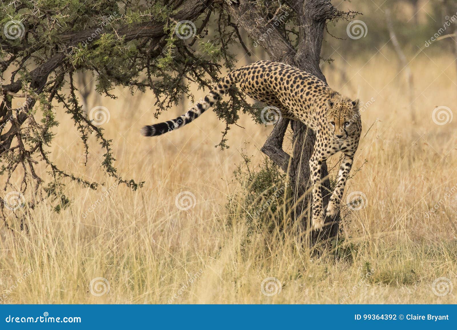 Cheetah Jumping from Tree stock photo. Image of masai - 99364392