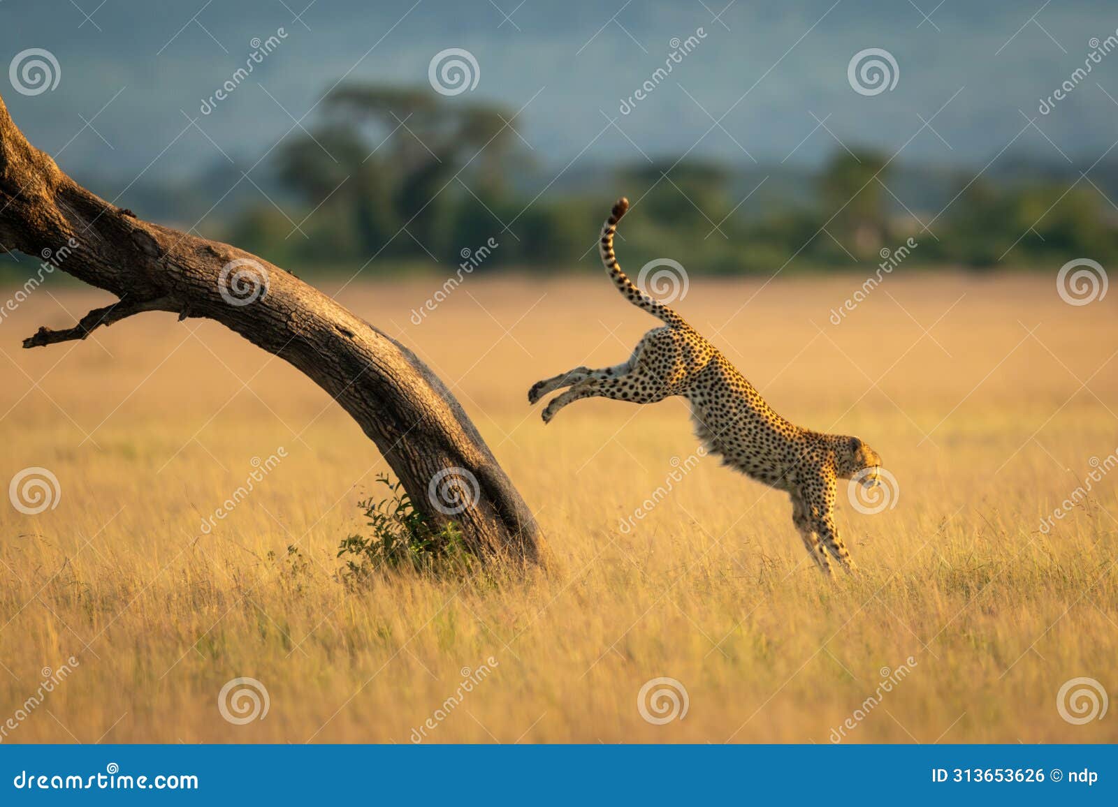 Cheetah Jumping Down from Tree in Savannah Stock Photo - Image of ...