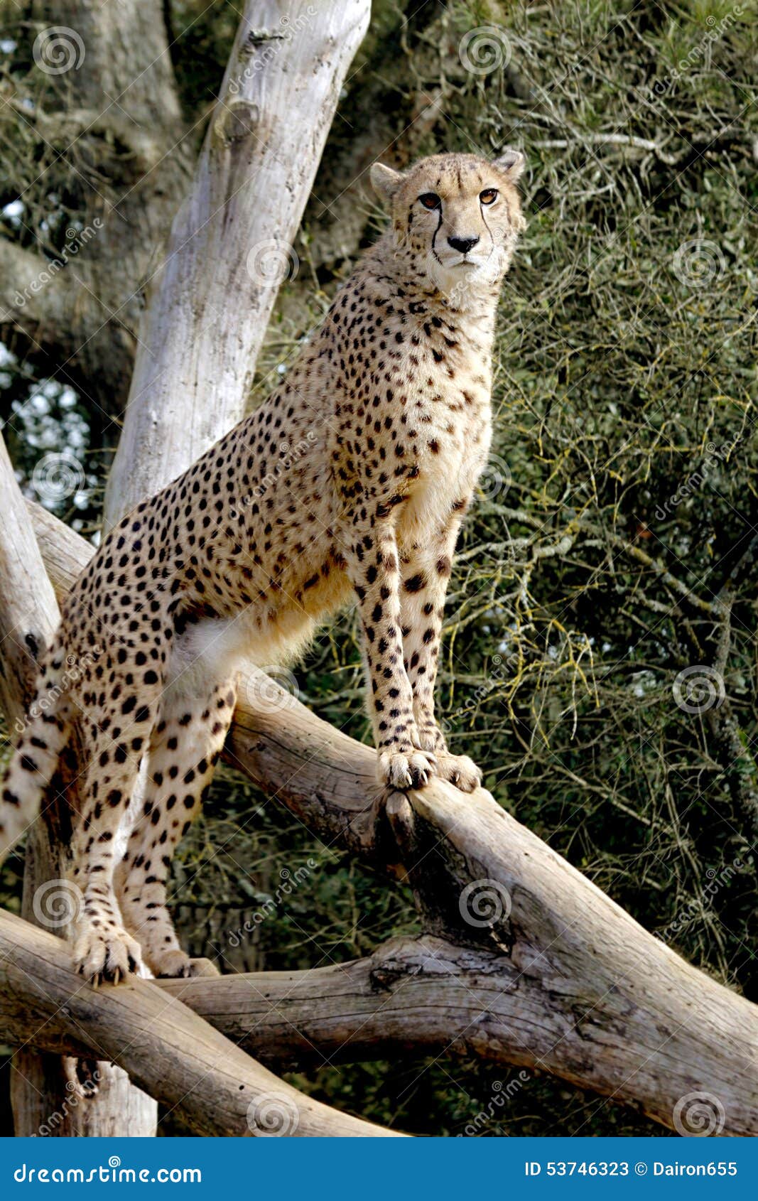 Cheetah stock image. Image of portrait, spots, hunter - 53746323
