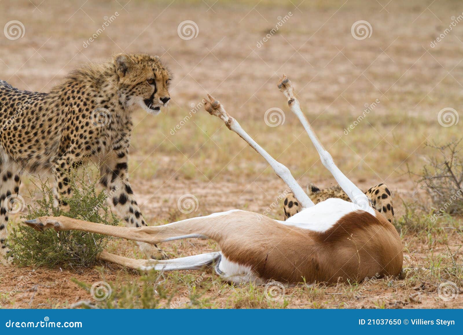 Cheetah kill stock photo. Image of overcast, nature, fauna - 21037650
