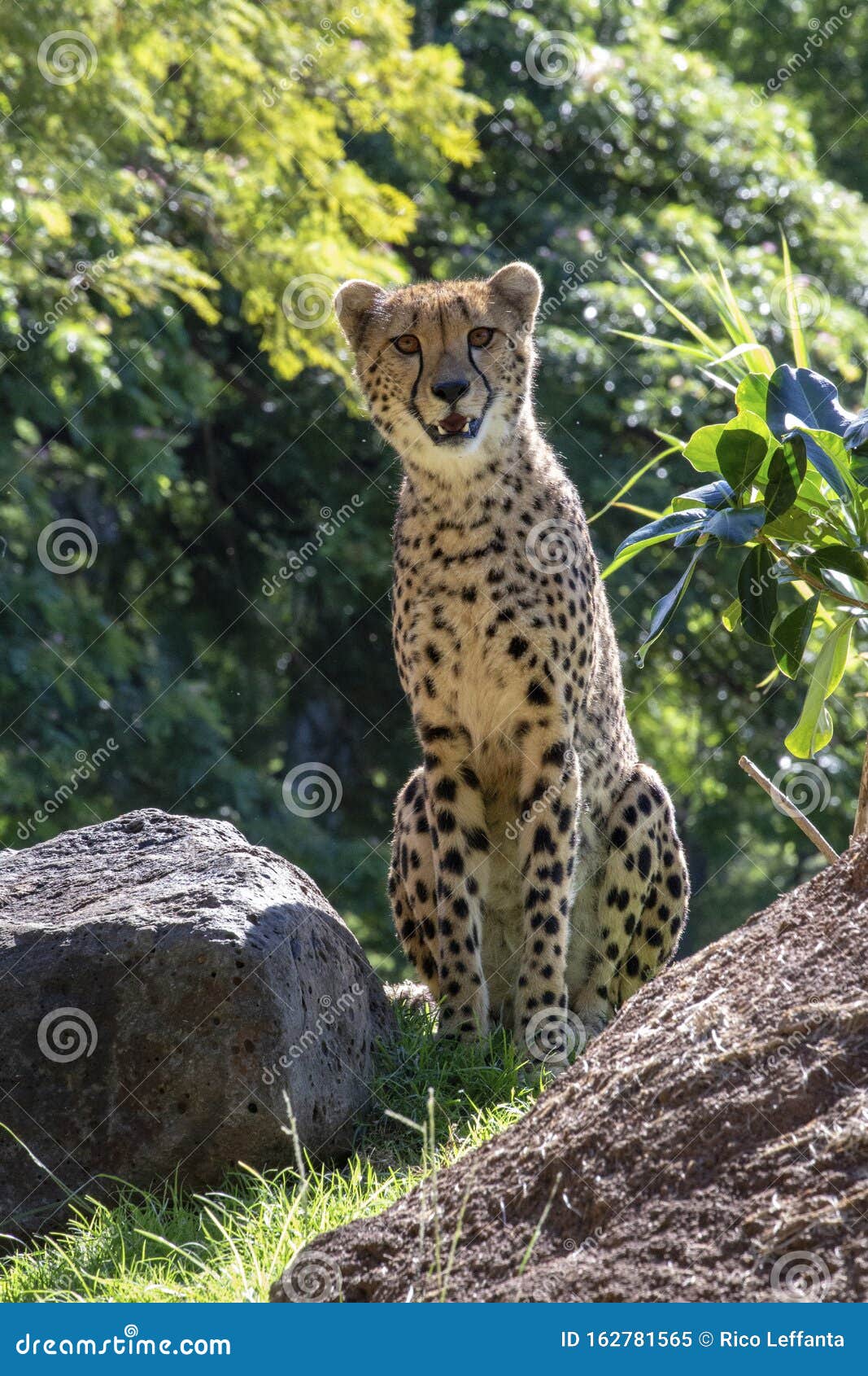 Cheetah Launch Pose stock image. Image of spot, eyeing - 162781565